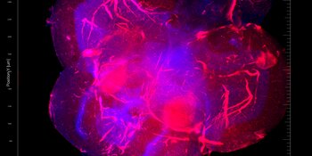 Graduate Program | Neuroscience Program | UIUC